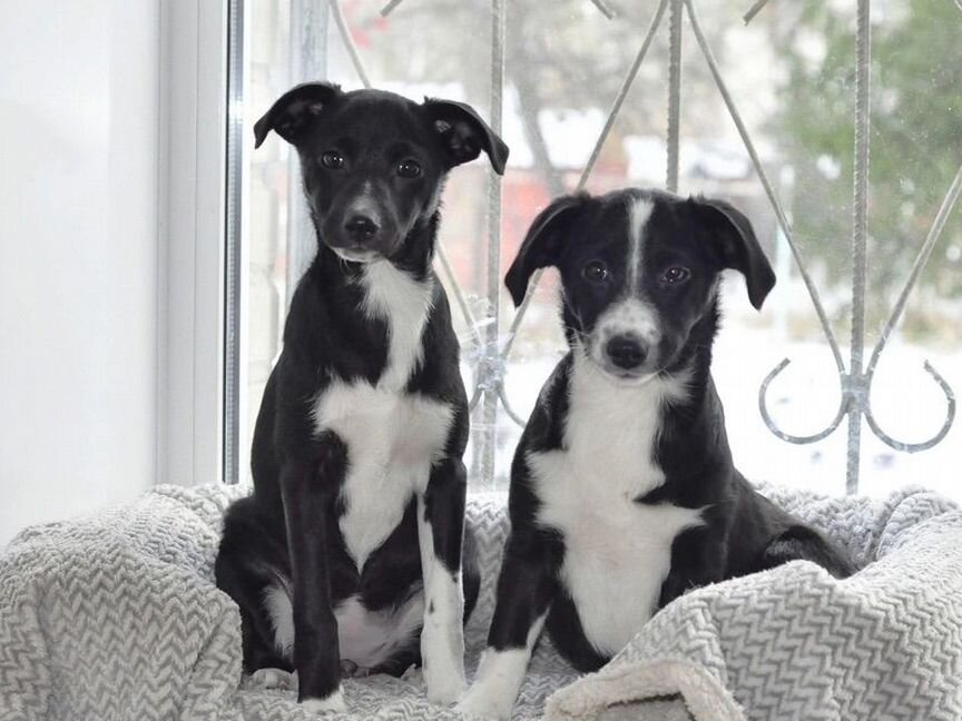 Две миленькие небольшие щено-девочки