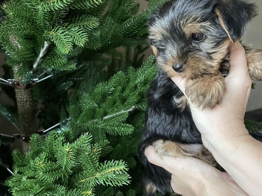 Йоркширский терьер щенки стандарт