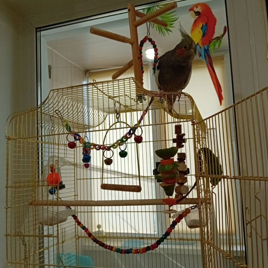 Попугай корелла