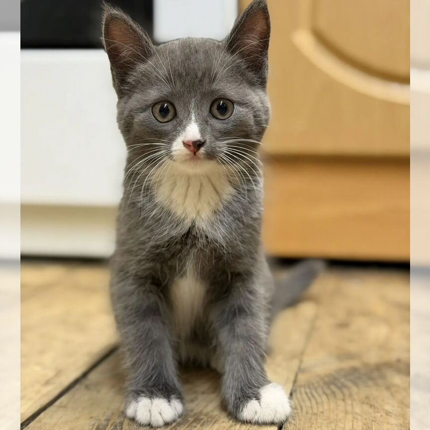 Котёнок в добрые руки