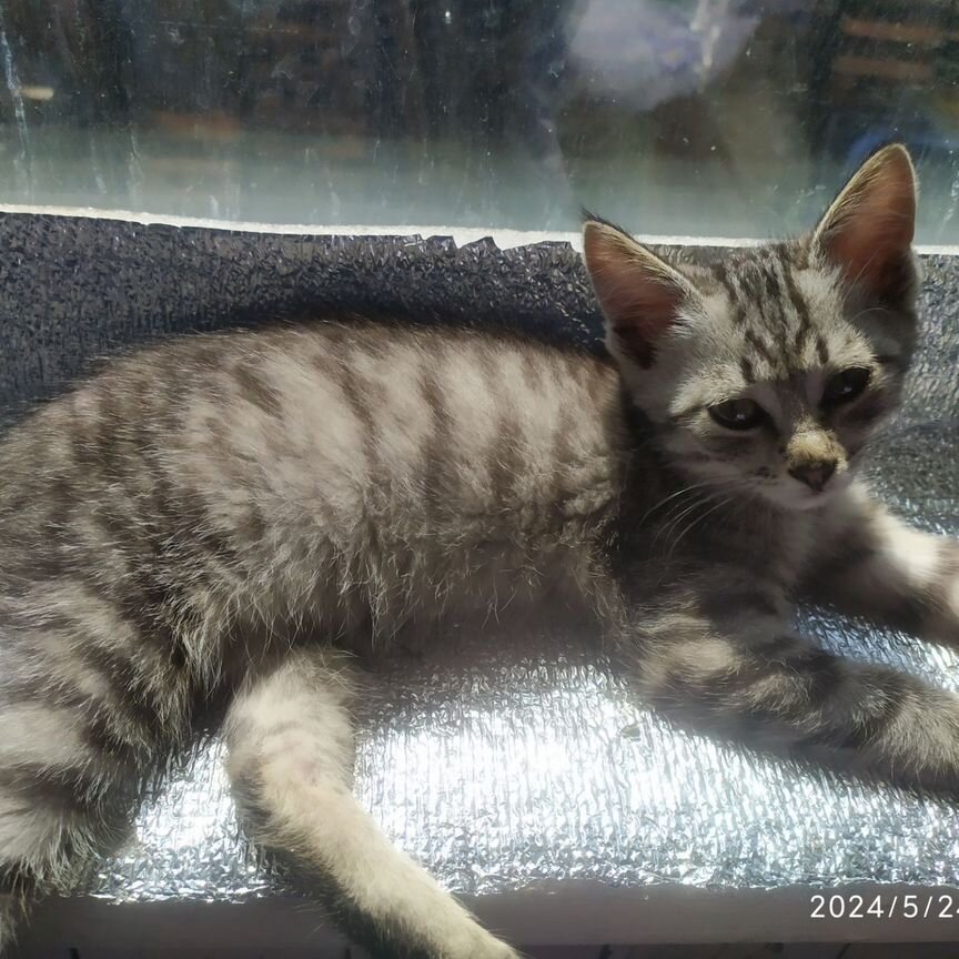 Кошка