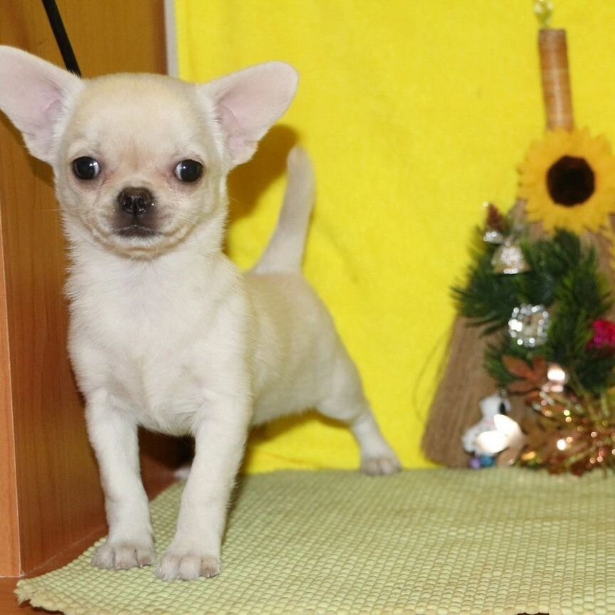 Просто "кукла"