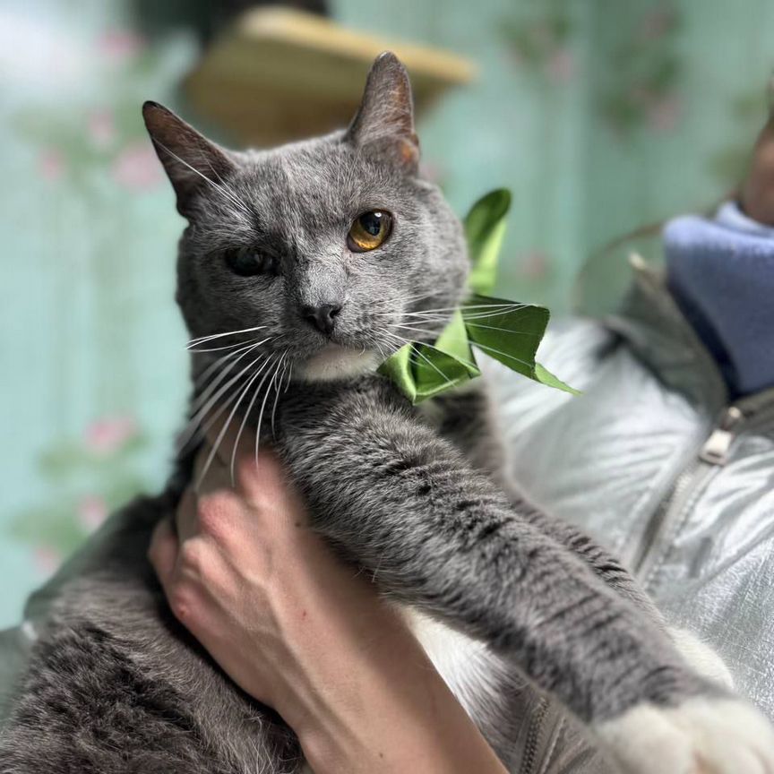 Кот в добрые руки