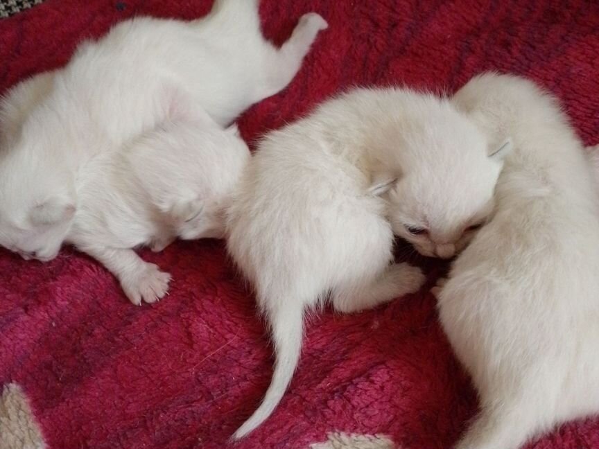 Тайские котята