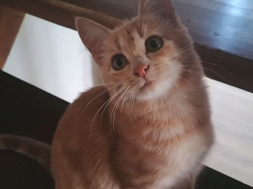 Персиковая красавица - малышка в добрые руки