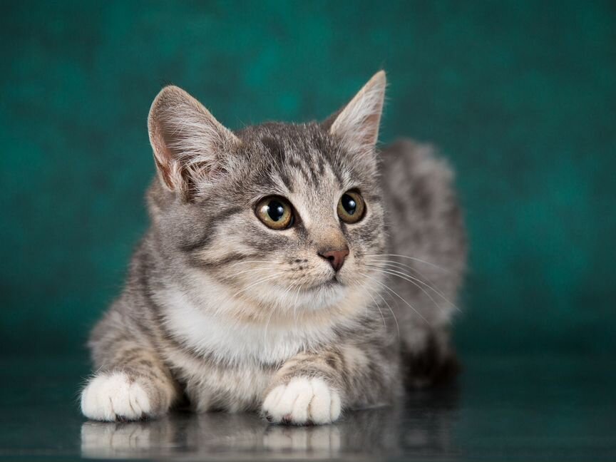 Малышка, спасенная из лап совы