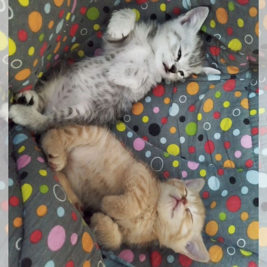 Шотландские коты