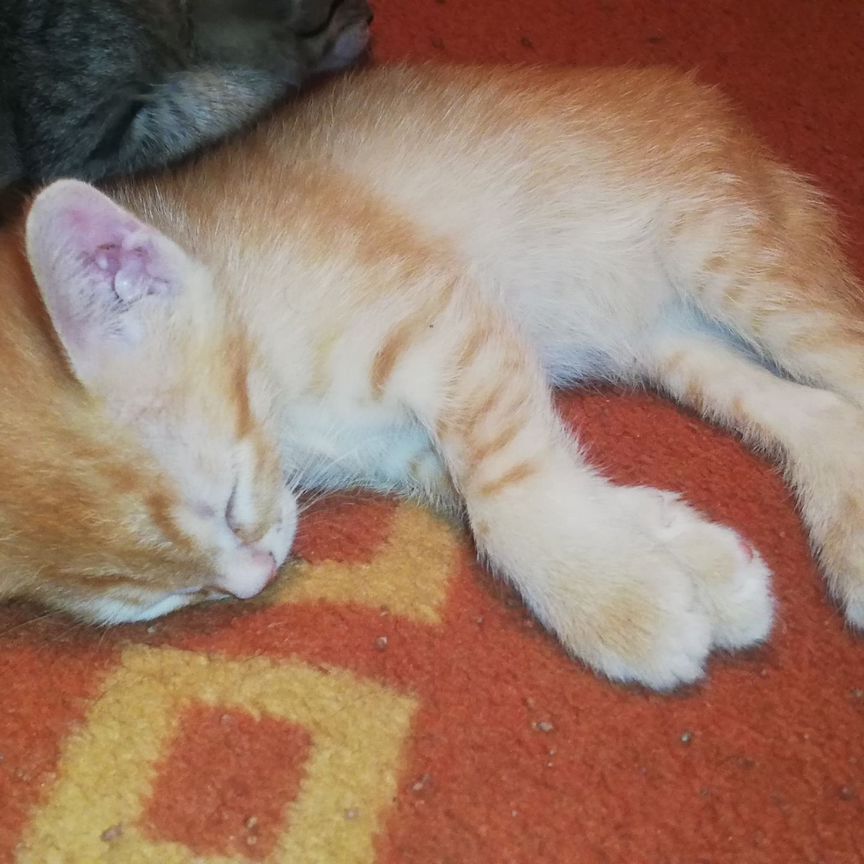 Котенок, мальчик