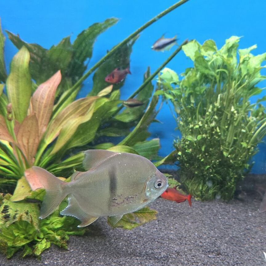 Милеус ленточный