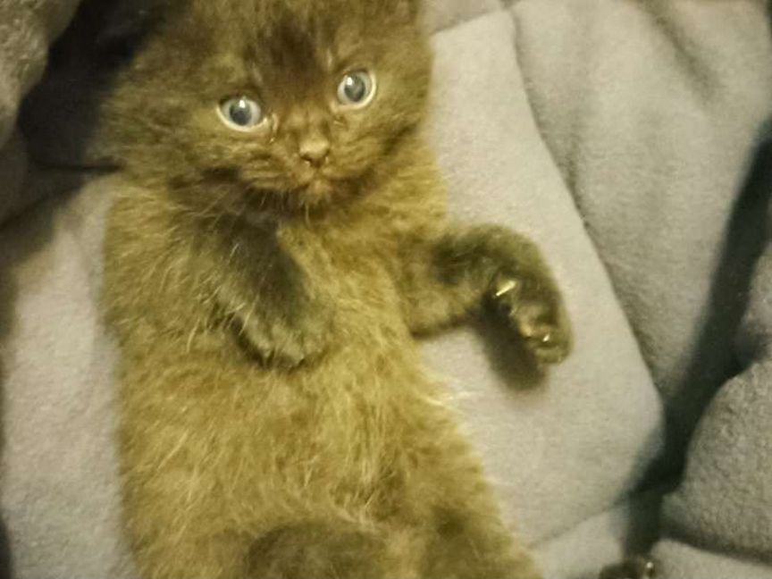 Шотландский вислоухий кот черный