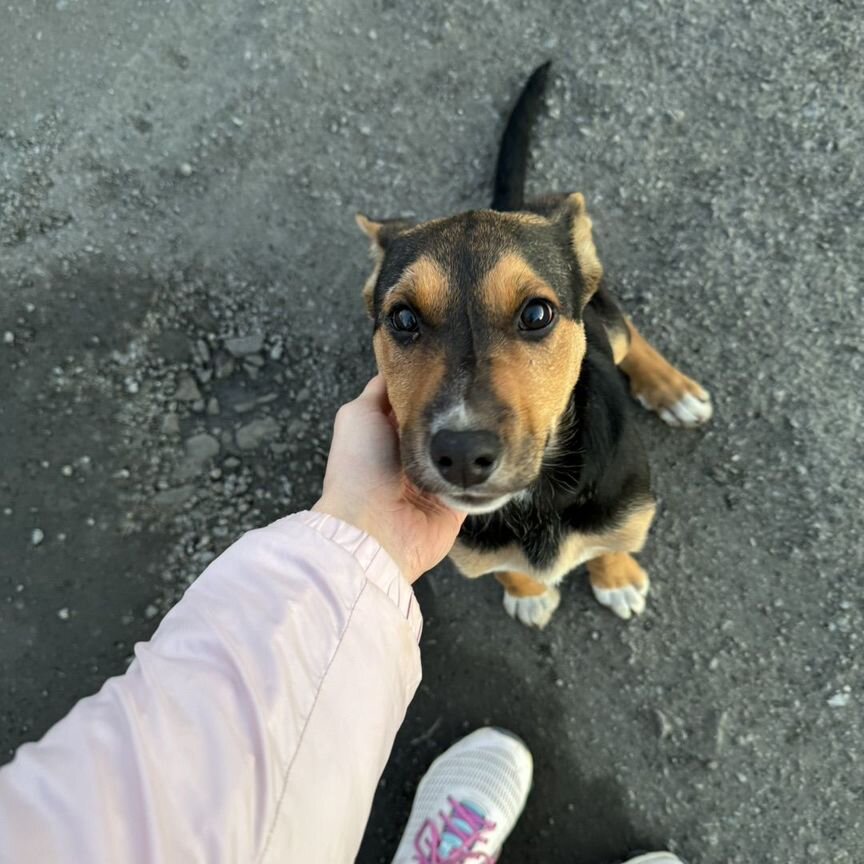 Щеночки в добрые руки