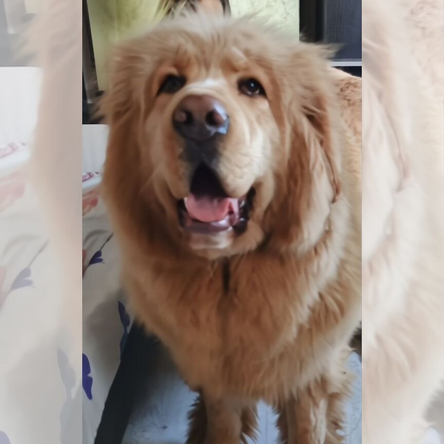 Тибетский мастиф, щенок