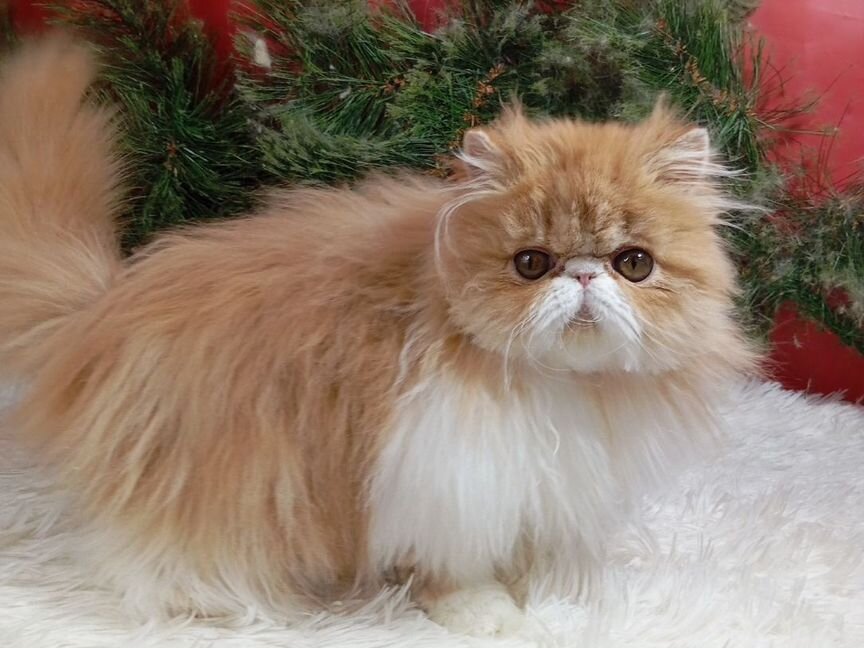 Персидская роскошь Сьюзи