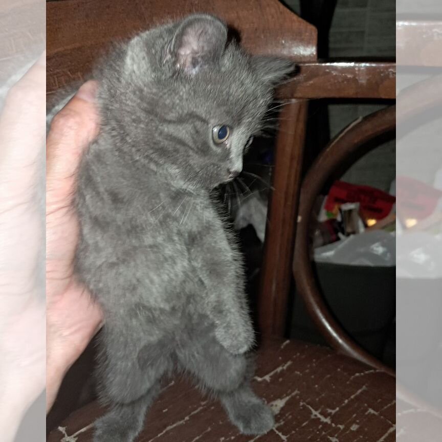 Британские котята