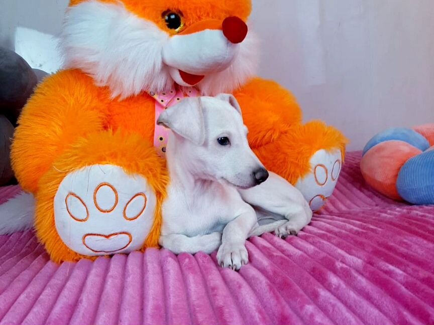 Левретка, мальчик