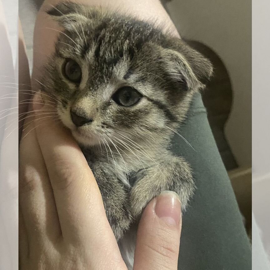 Отдам котят вислоухих