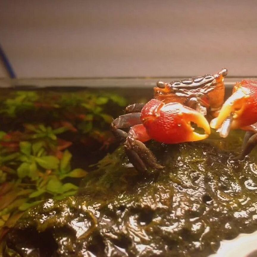 Аквариумные крабики