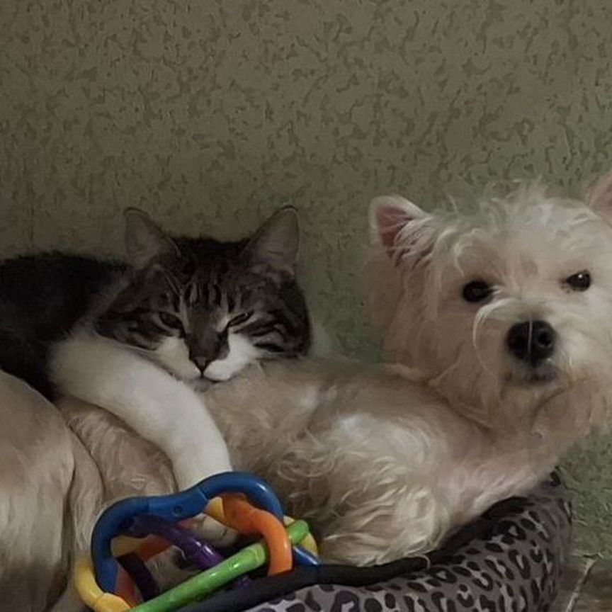 Взрослый кот в добрые руки