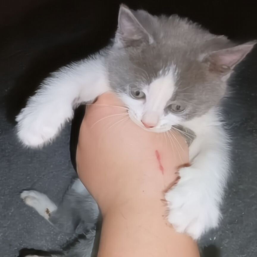 Британский короткошёрстный котёнок