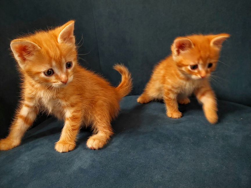 Котята в добрые руки мальчики рыжие