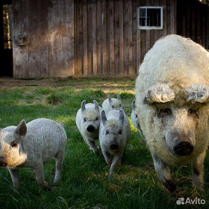 Продам поросят венгерской мангалицы и ландраса