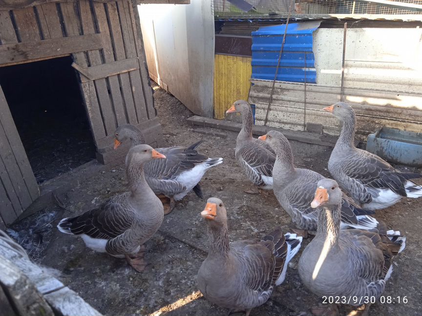 Гуси Тамбовской породы и утки шипуны живым весом