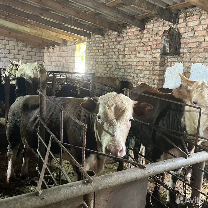 Быки на племя