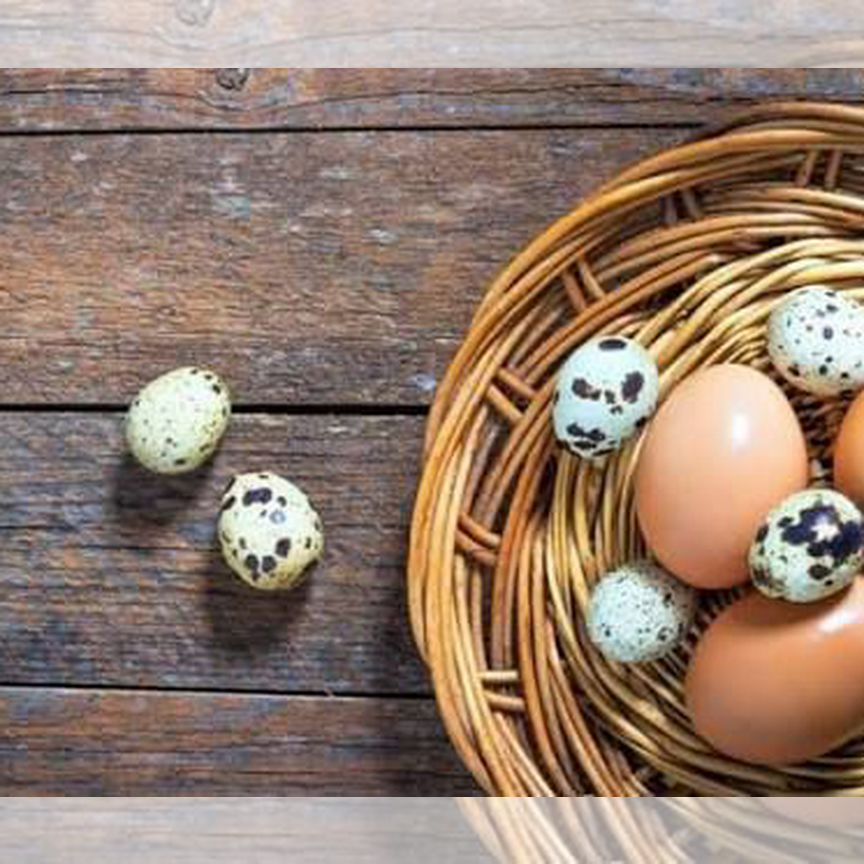 Яйцо домашнее