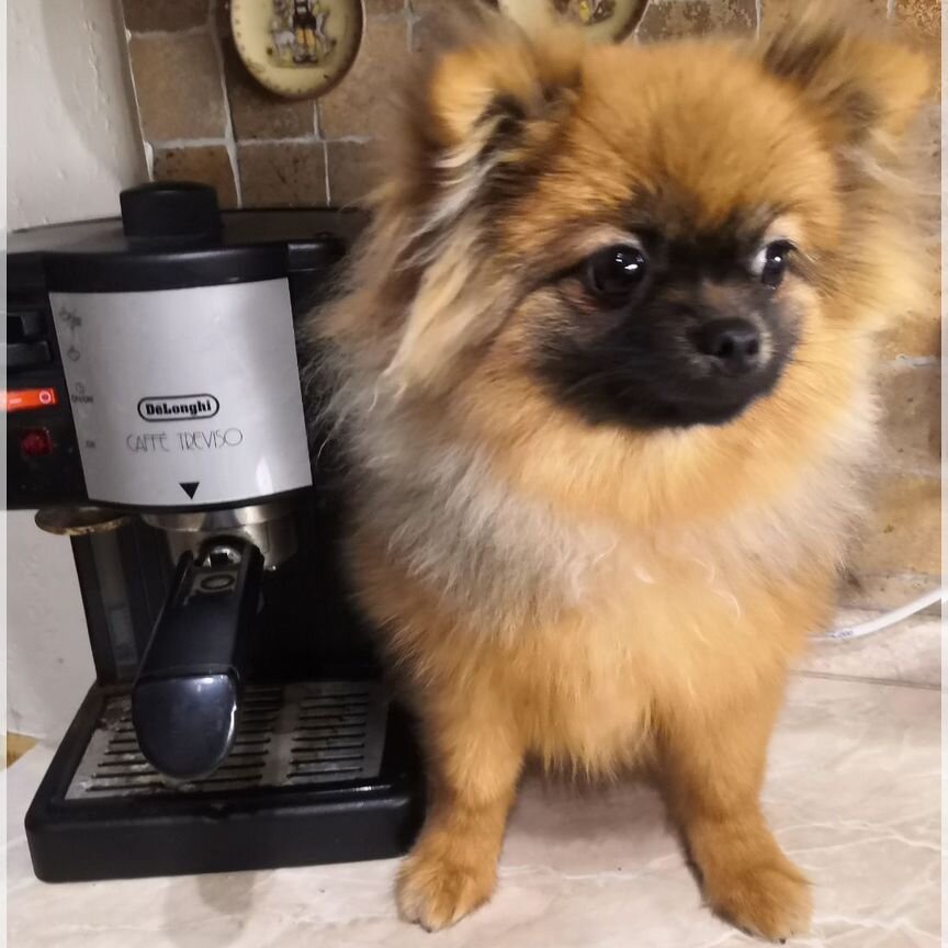 Померанский шпиц, щенок