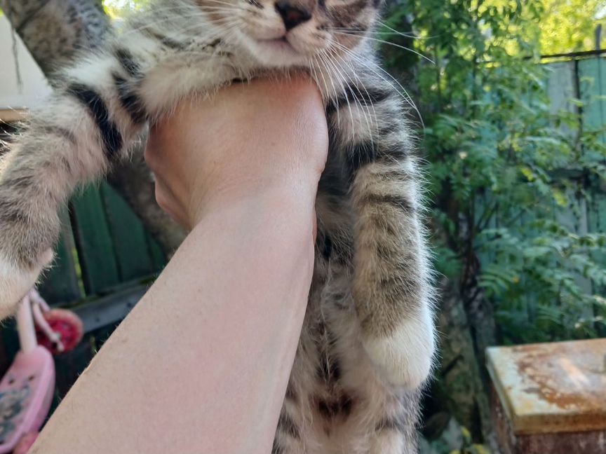 Котята майкун