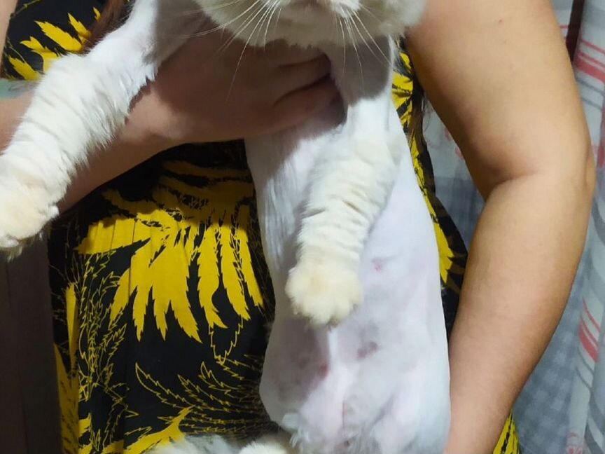 Кот мальчик ищет дом