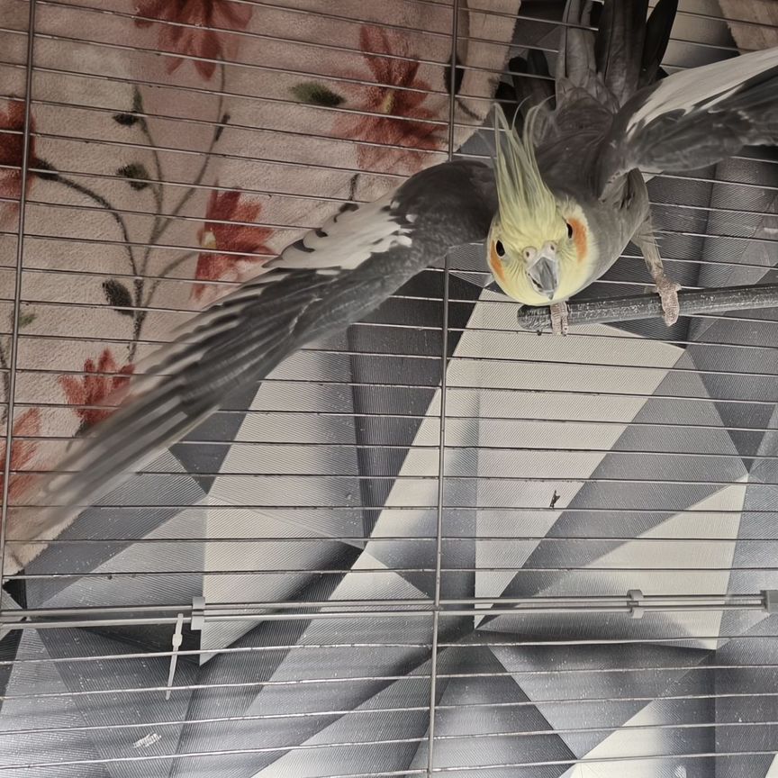 Попугай корелла с клеткой