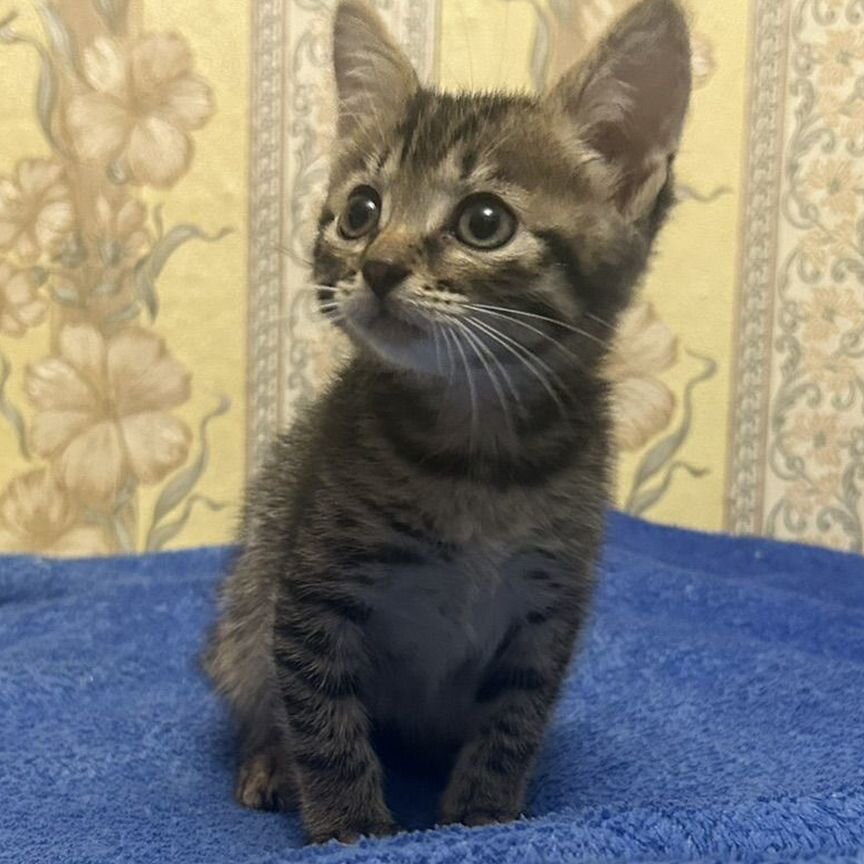 Котенок в добрые руки