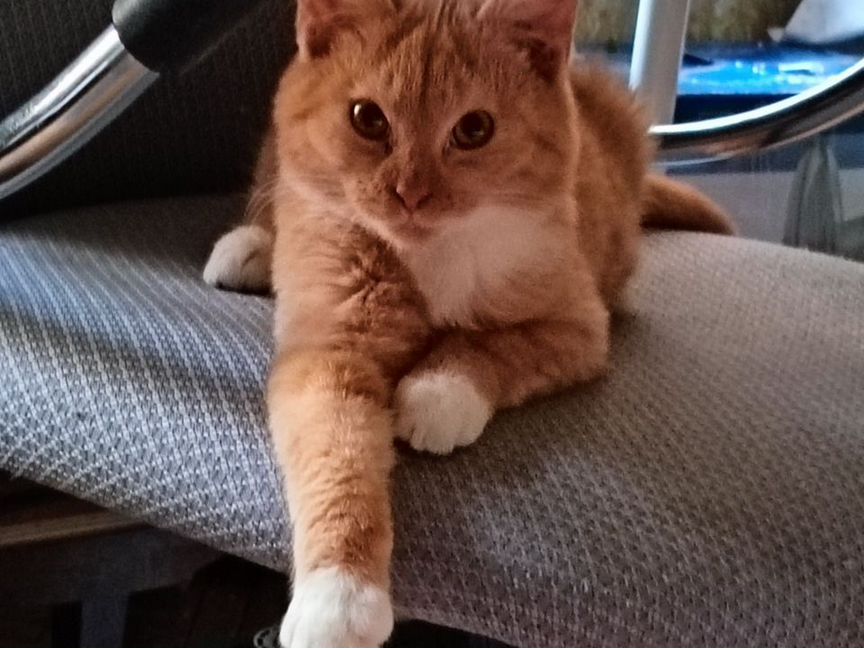 Маленький Гарфилд ищет дом