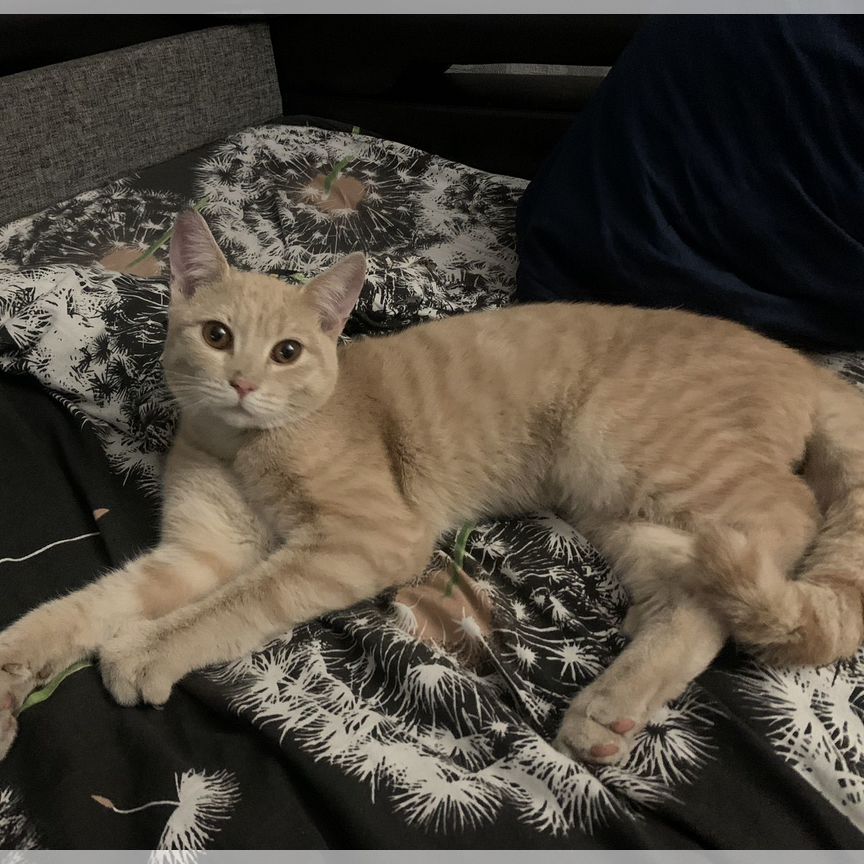 Котик очень ищет дом