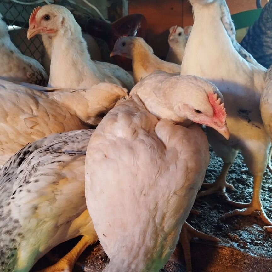 Молодые петухи