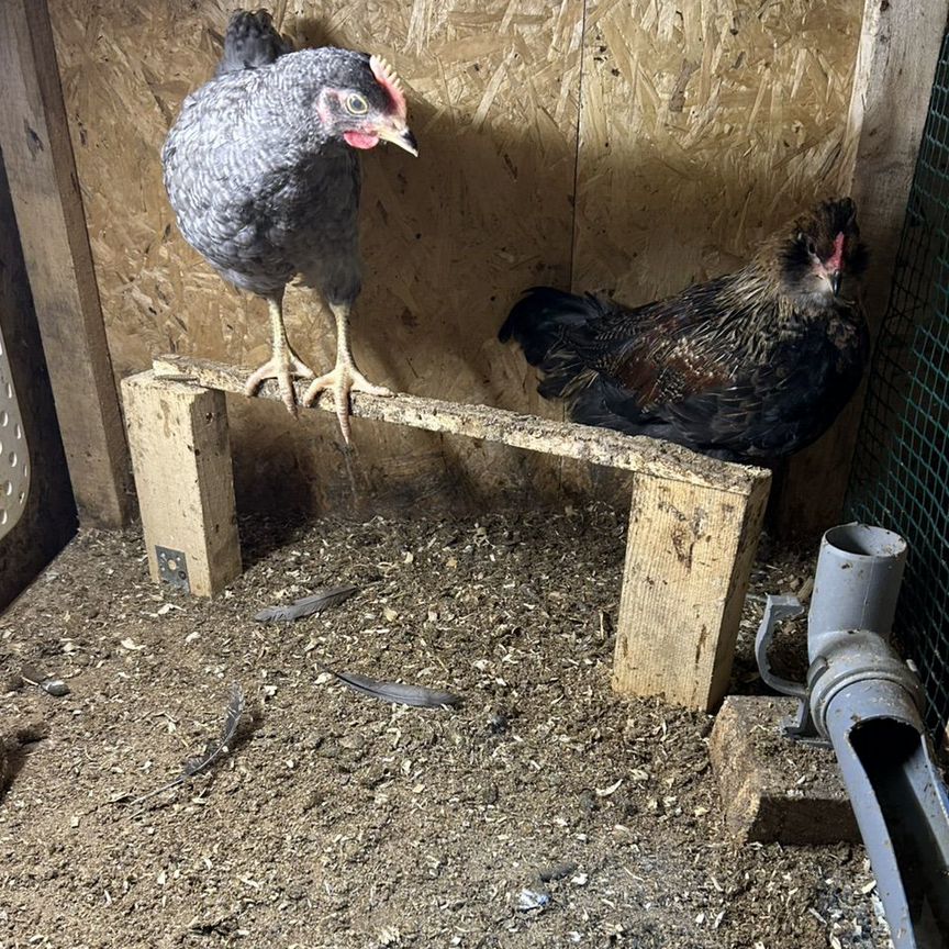 Два петушка