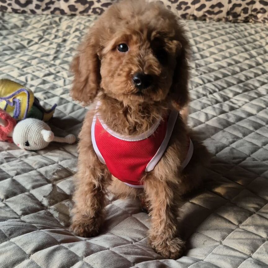 Карликовый пудель, щенок