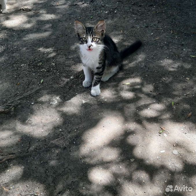 Котенок мальчик ну оочень хочет стать домашним