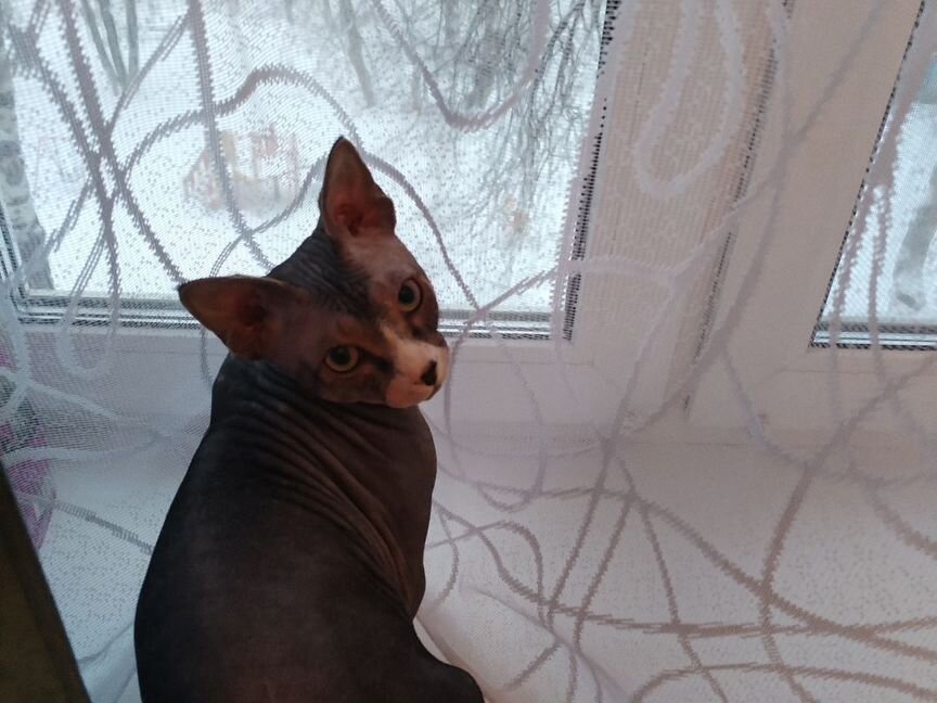 Канадский сфинкс