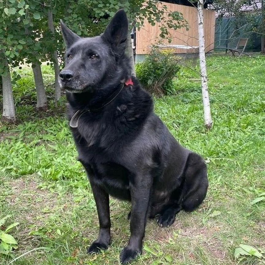 Большой но ласковый Уголёк