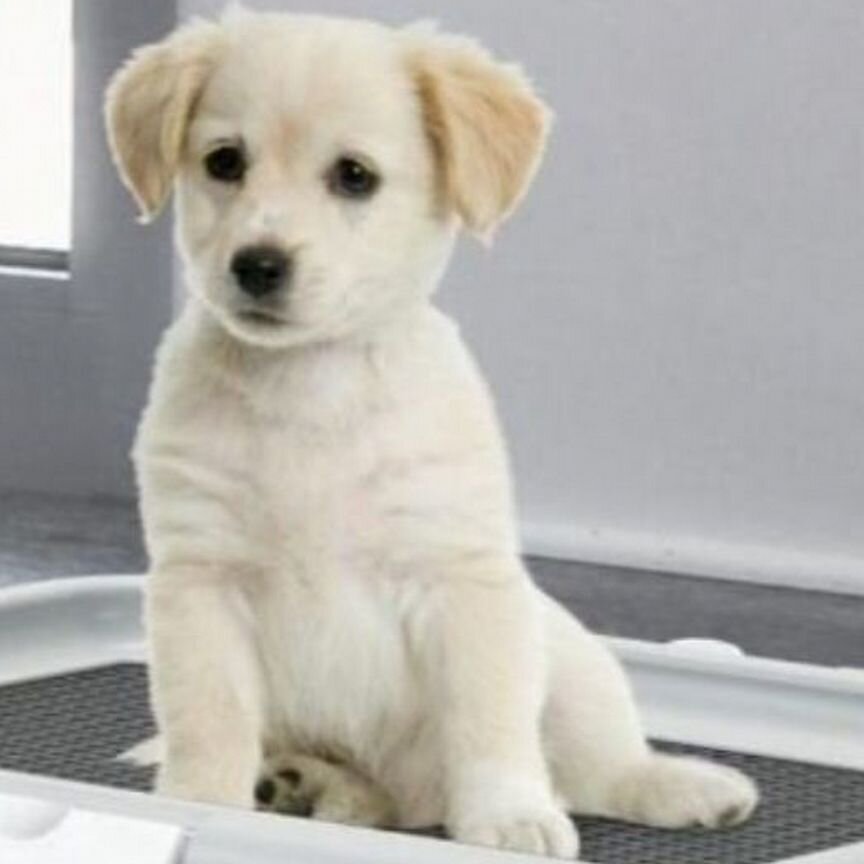 Лоток для собак. Stefanplast Puppy Training Set