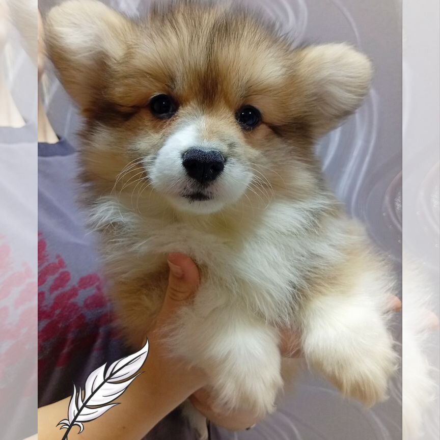 Вельш Корги Пемброк, щенок