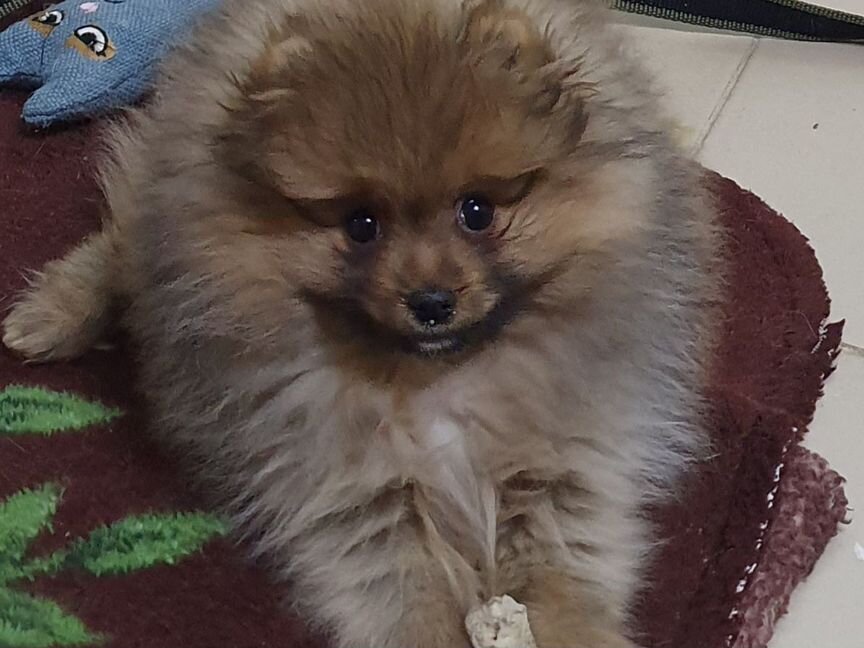 Померанский шпиц медвежьего типа