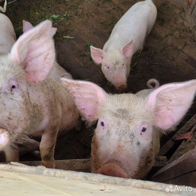 Поросенок ландрас
