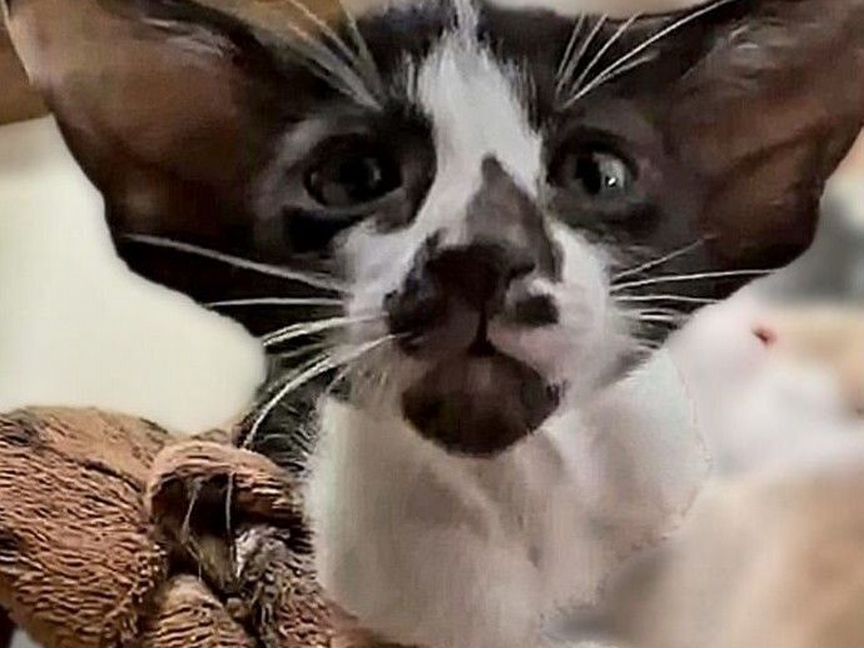 Ориентальные котята