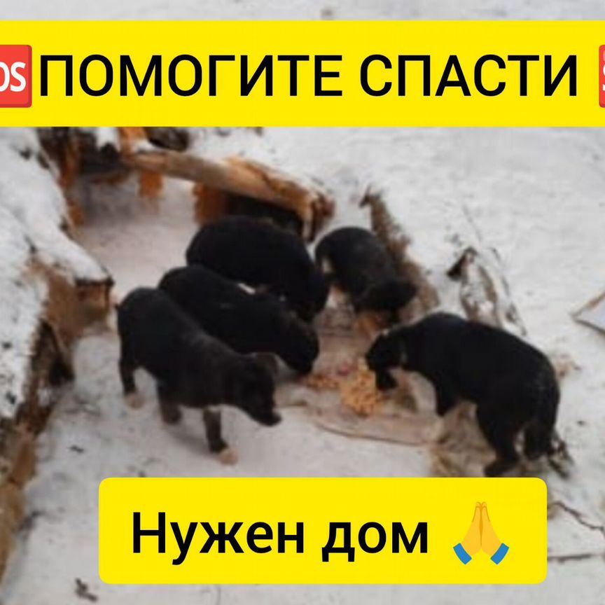 Щенок в добрые руки