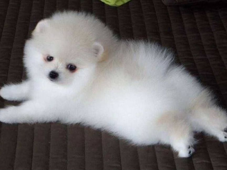 Померанский шпиц медвежьего типа