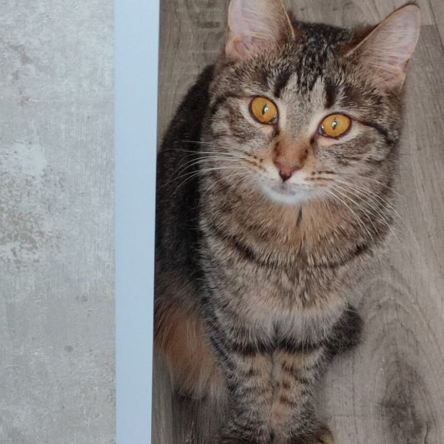 Кошка ищет дом