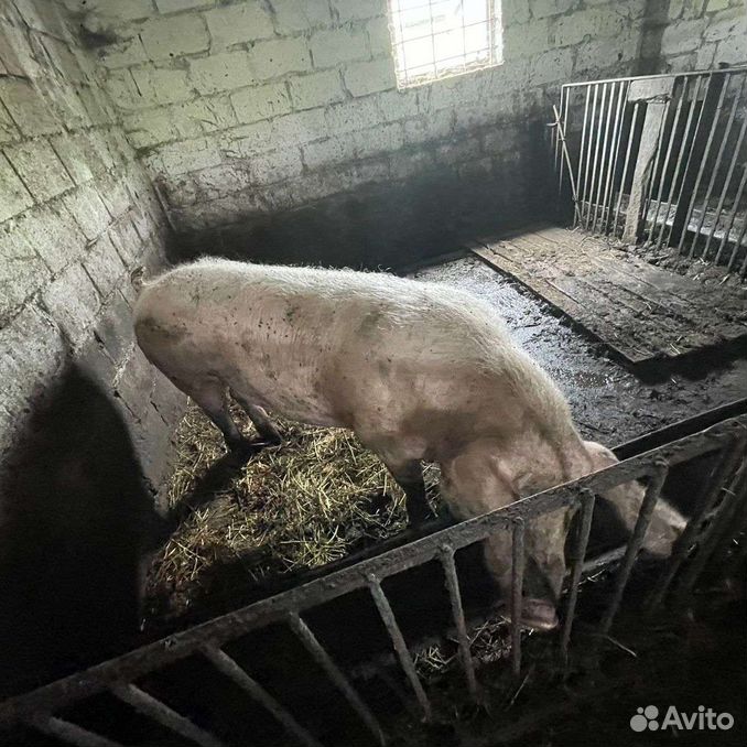 Продам свинью